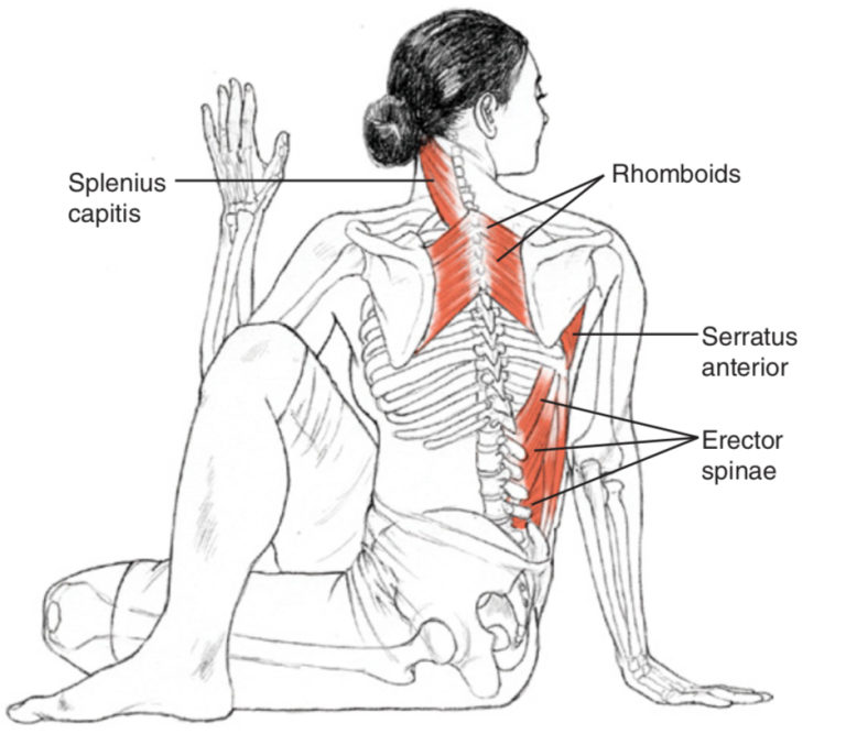 Vakrasana – वक्रासन